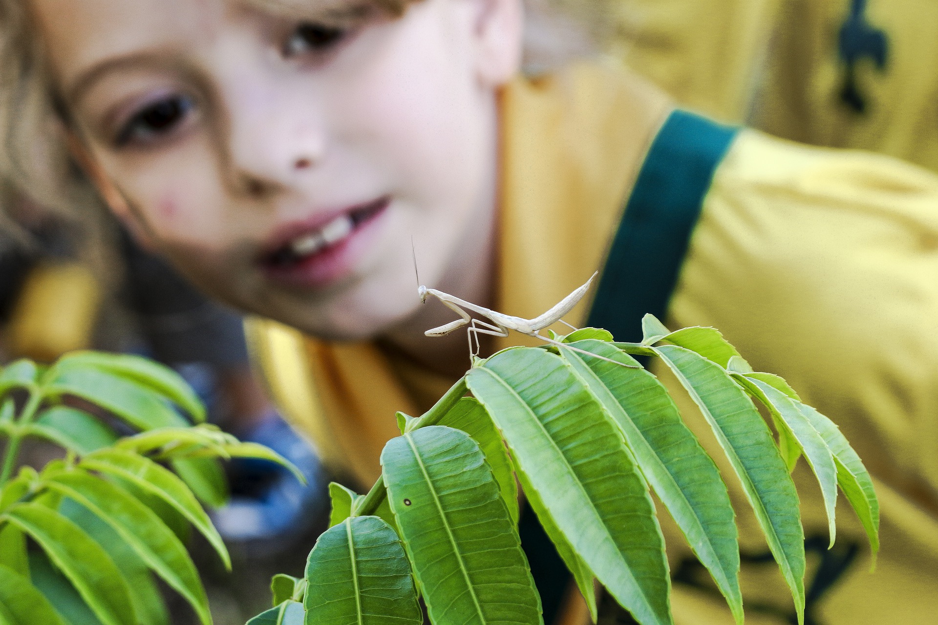 Minibeast Hunt - Marvellous Minibeasts